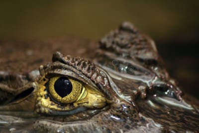 Spectacled Caiman s Eye stock photo. Image of caiman, reflect - 300902