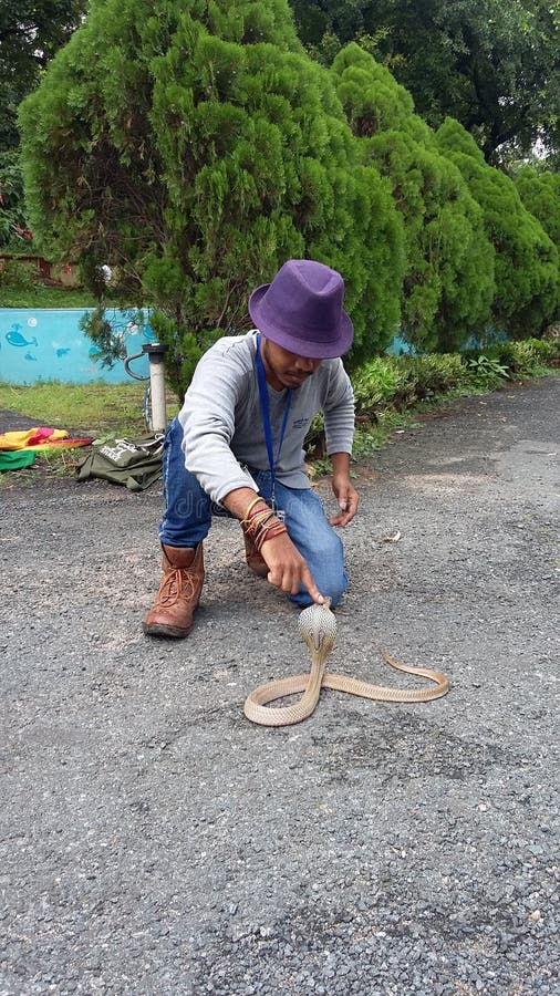 Spectacled cobra stock image. Image of serpent, thiruvananthapuram ...