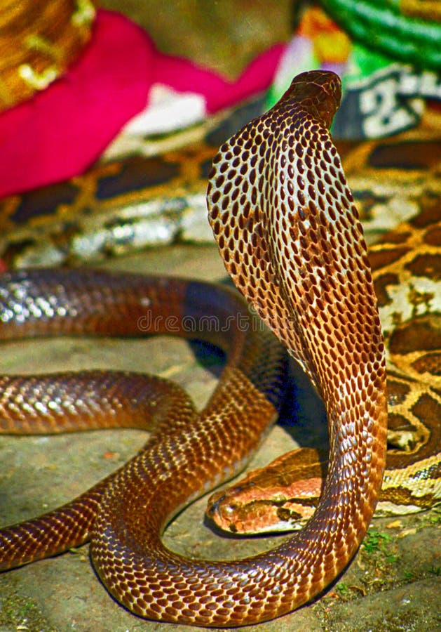Spectacled cobra stock image. Image of serpent, thiruvananthapuram ...