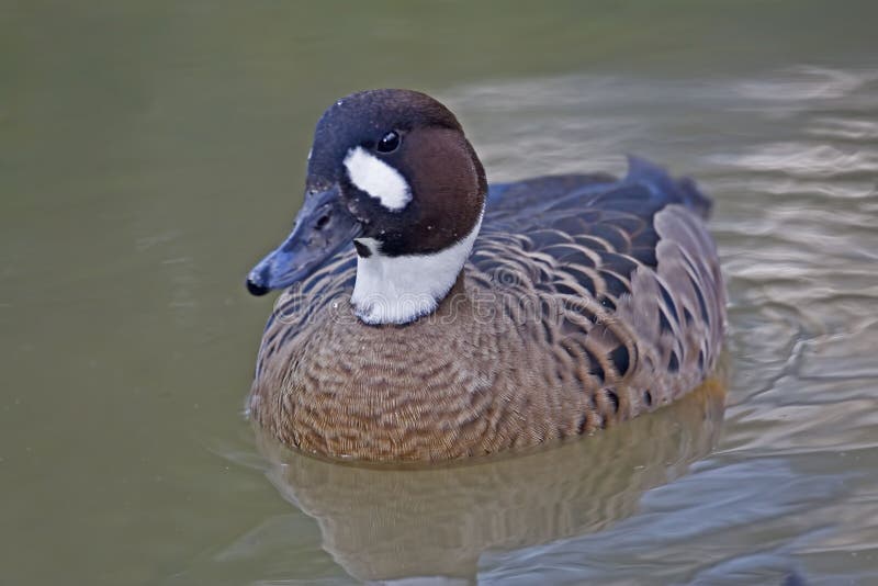 Spectacled Duck Speculanas Specularis, Bronze-winged Duck ...