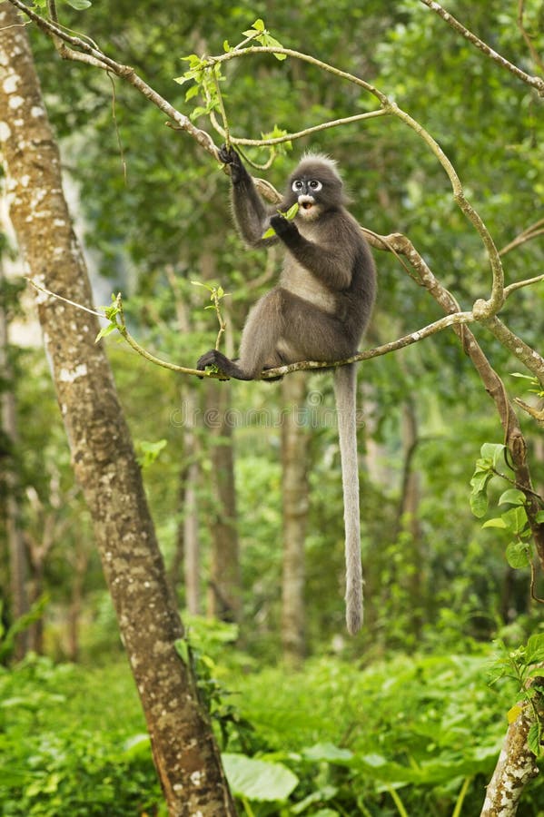 Langur Monkey Sniffing at Motor Exhaust Pipe Stock Photo - Image of ...