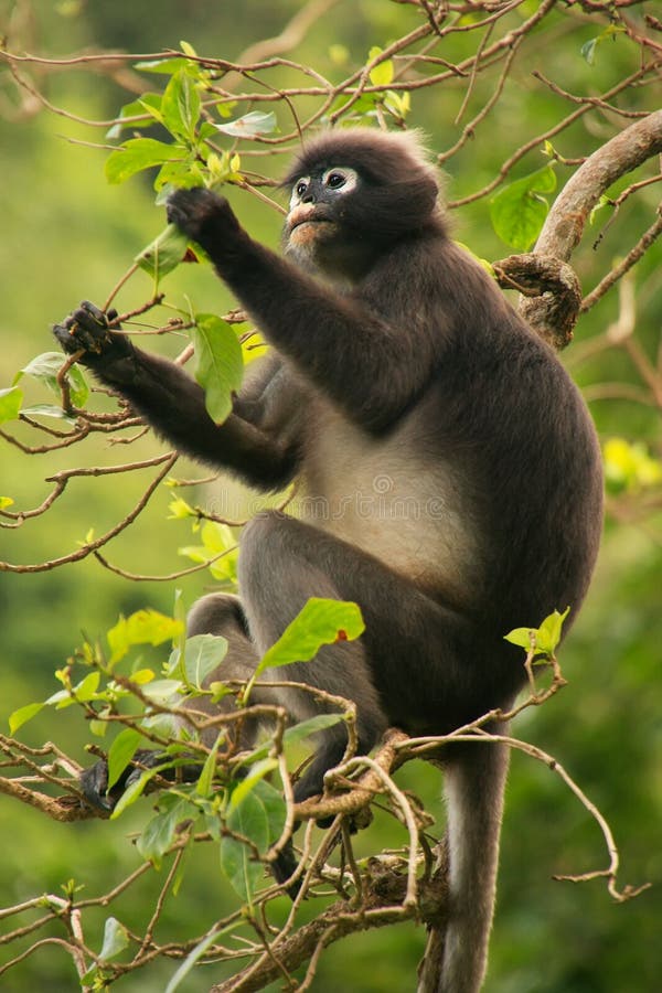 Spectacled Langur Sitting in a Tree, Ang Thong National Marine P Stock ...