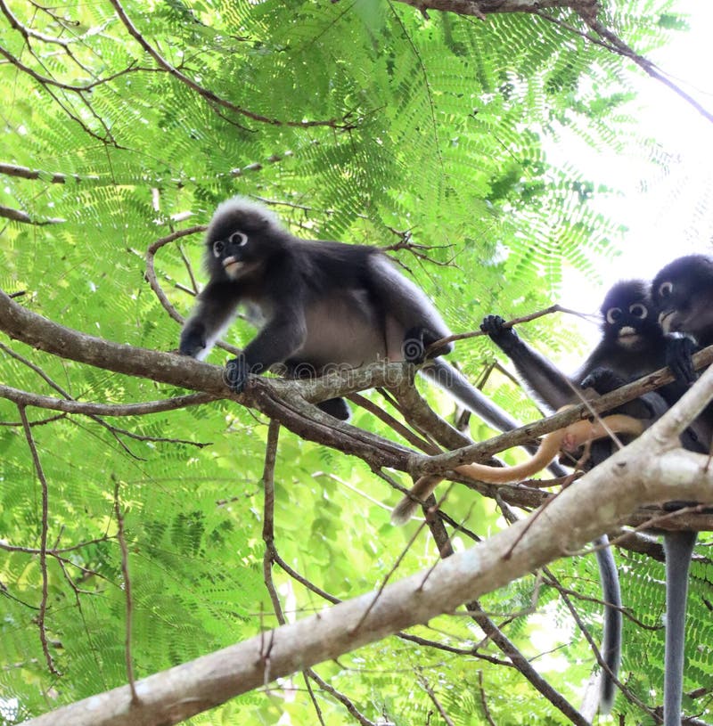 The spectacled leaf monkey stock photo. Image of primate - 236158956
