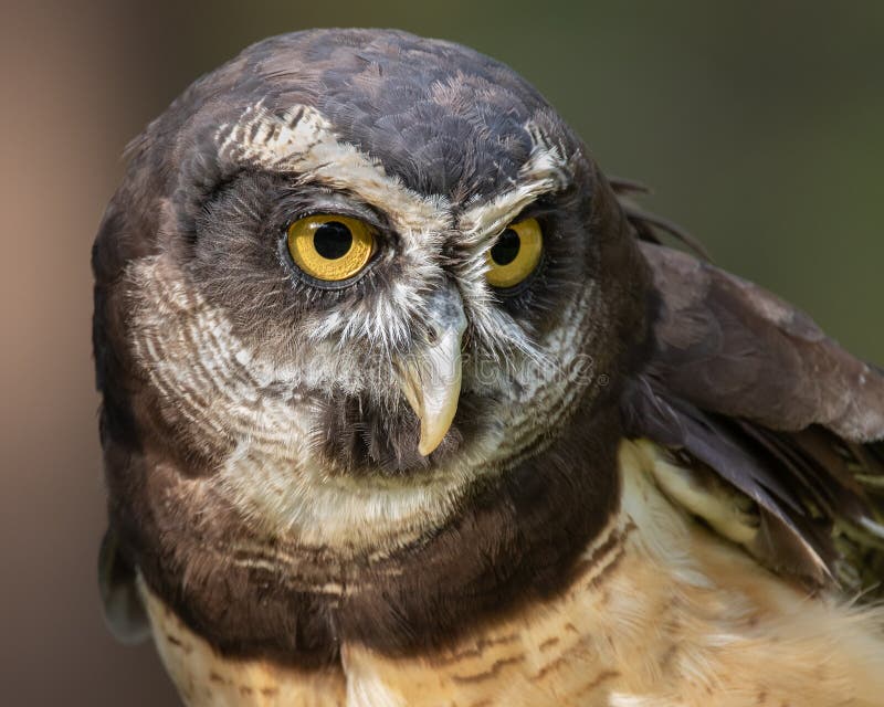 Spectacled Owl stock image. Image of south, matt, spectacled - 258240495
