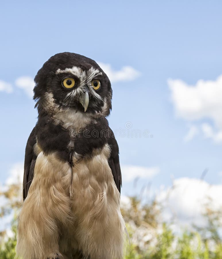 Spectacled Owl stock image. Image of looking, feather - 38848045