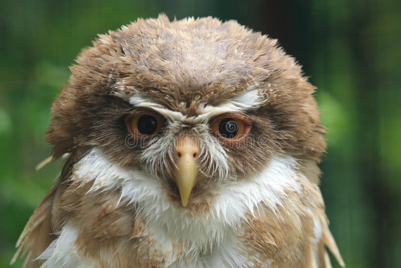 Spectacled owl stock photo. Image of young, detail, bird - 95827810