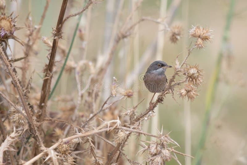 Spectacled Warbler (Curruca Conspicillata) on a Branch Stock Photo ...