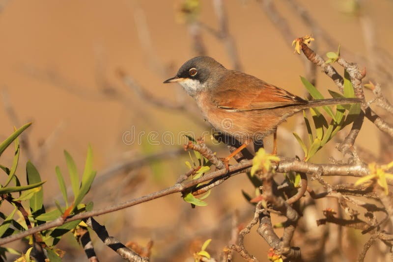 Spectacled Warbler - Sylvia Conspicillata Stock Image - Image of ...