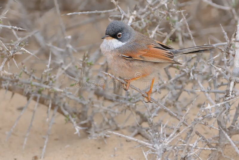 Spectacled Warbler - Sylvia Conspicillata Stock Photo - Image of sylvia ...