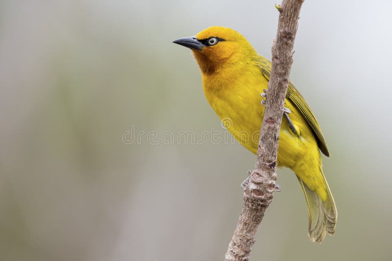Spectacled Weaver Perch and Balance on Thin Branch Stock Photo - Image ...