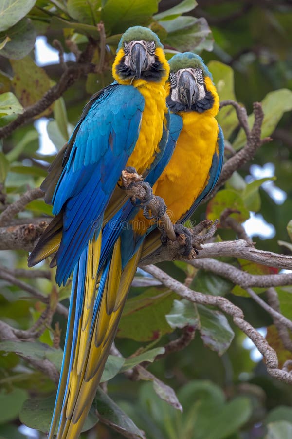 Spectacular Blue-and-yellow Macaws, Anodorhynchus Hyacinthinus, Perched ...