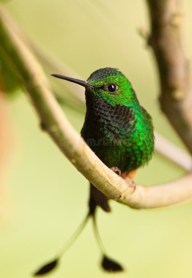 A Spectacular Booted Racket-tail Hummingbird Stock Photo - Image of ...