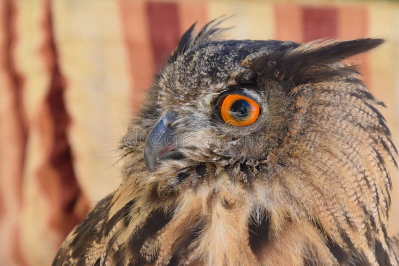 Spectacular Brown Owl with Big Eyes Stock Photo - Image of animal ...