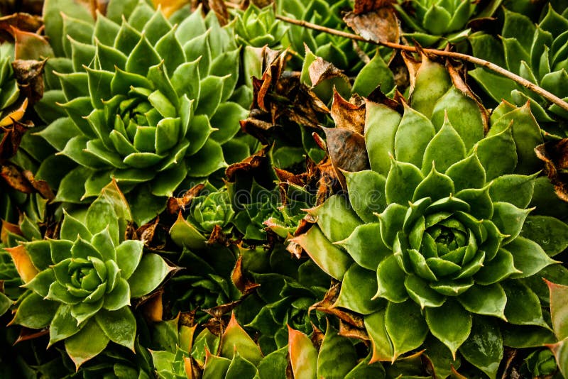 Alabaster Rose. Cactus with a Rose Shape Stock Image - Image of ...