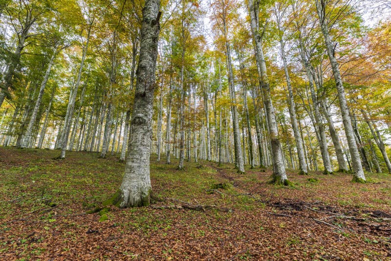 The Spectacular Colors of Autumn Stock Image - Image of spectacular ...