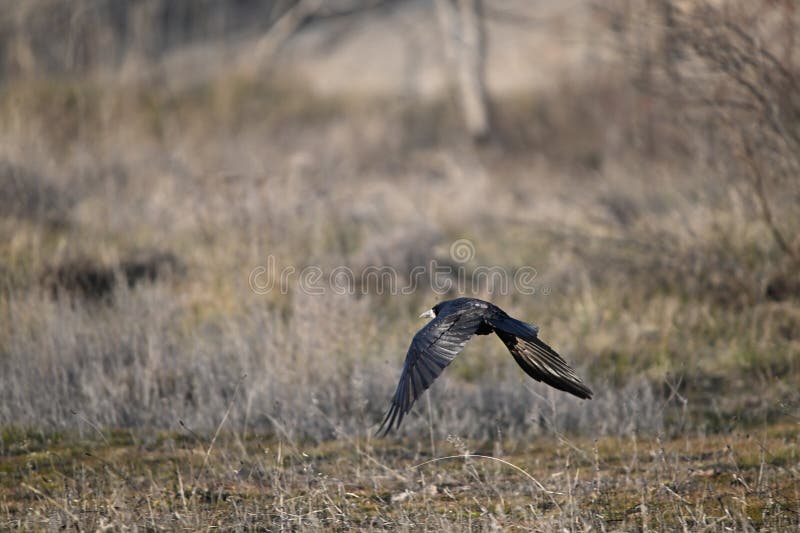 Spectacular crow in flight stock image. Image of waterbird - 354623675