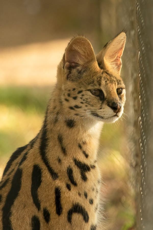 Spectacular Cute Serval, Leptailurus Serval, Selective Focus Next To ...