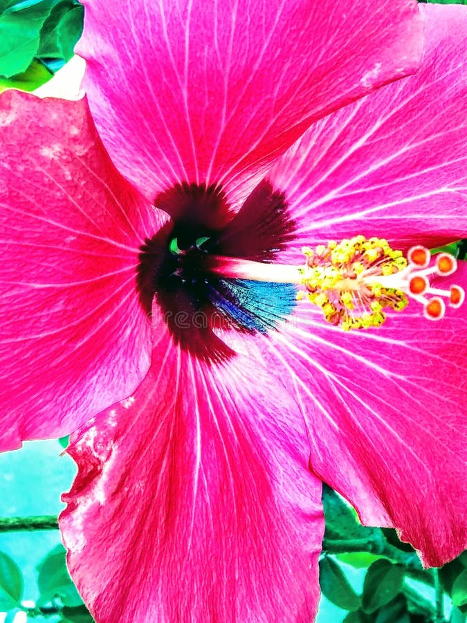 Spectacular flower stock photo. Image of spectacular - 123779070