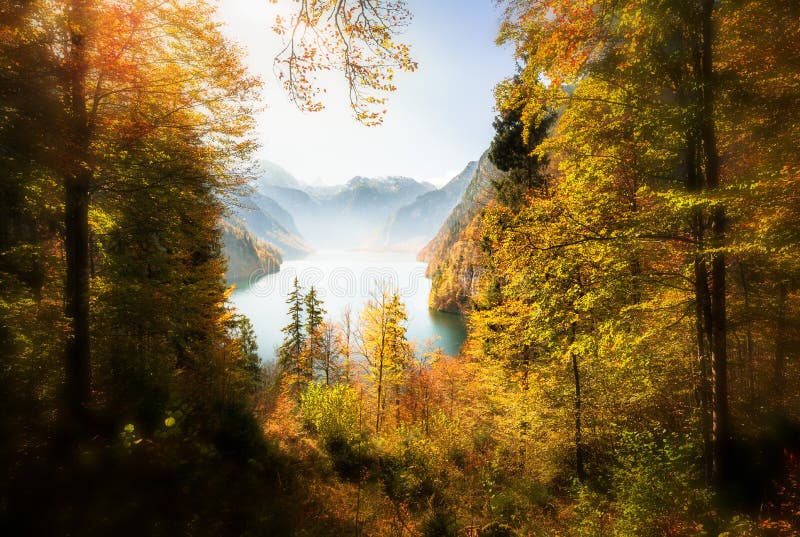 Spectacular Forest View with Lake Stock Image - Image of leaf, europe ...