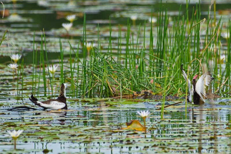 Spectacular jacana birds stock image. Image of yellow - 234403775