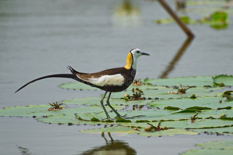 Spectacular jacana birds stock photo. Image of yellow - 234403804
