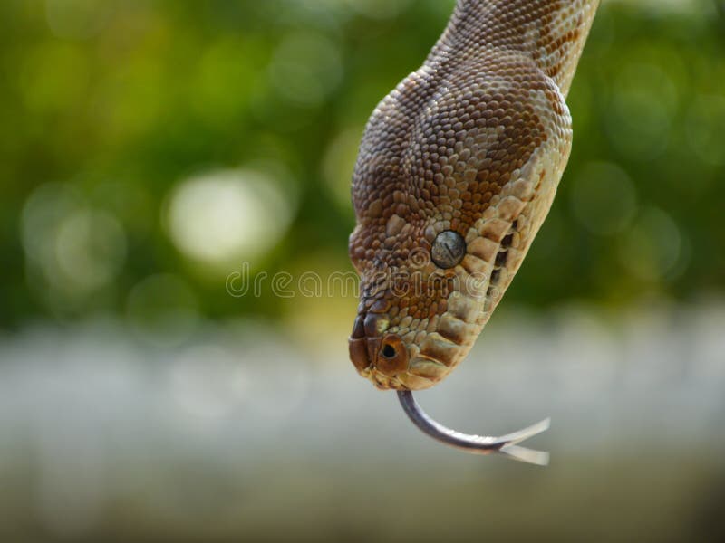 Snake say you hello stock photo. Image of hello, snake - 104499592