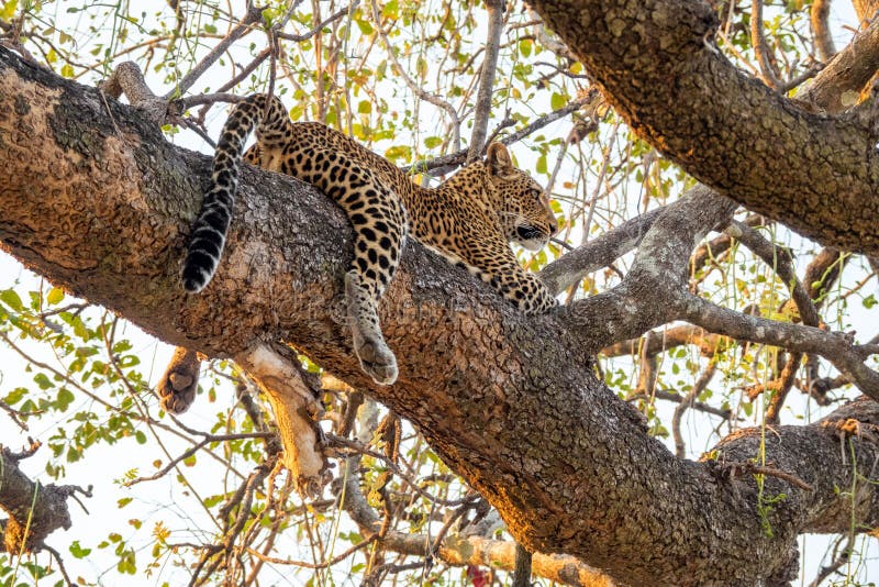 Spectacular Leopard Sprawled on Top of Tree Branch Stock Image - Image ...
