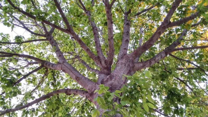 The Tree of a Thousand Branches Stock Photo - Image of calm, beautiful ...