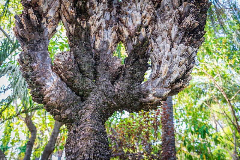 Spectacular Palm Tree Trunk in Several Branches Stock Image - Image of ...