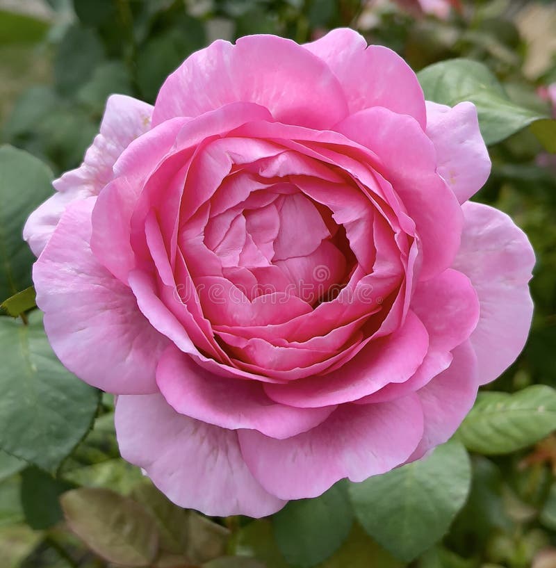 Spectacular roses stock photo. Image of lighthouse, roses - 145809638