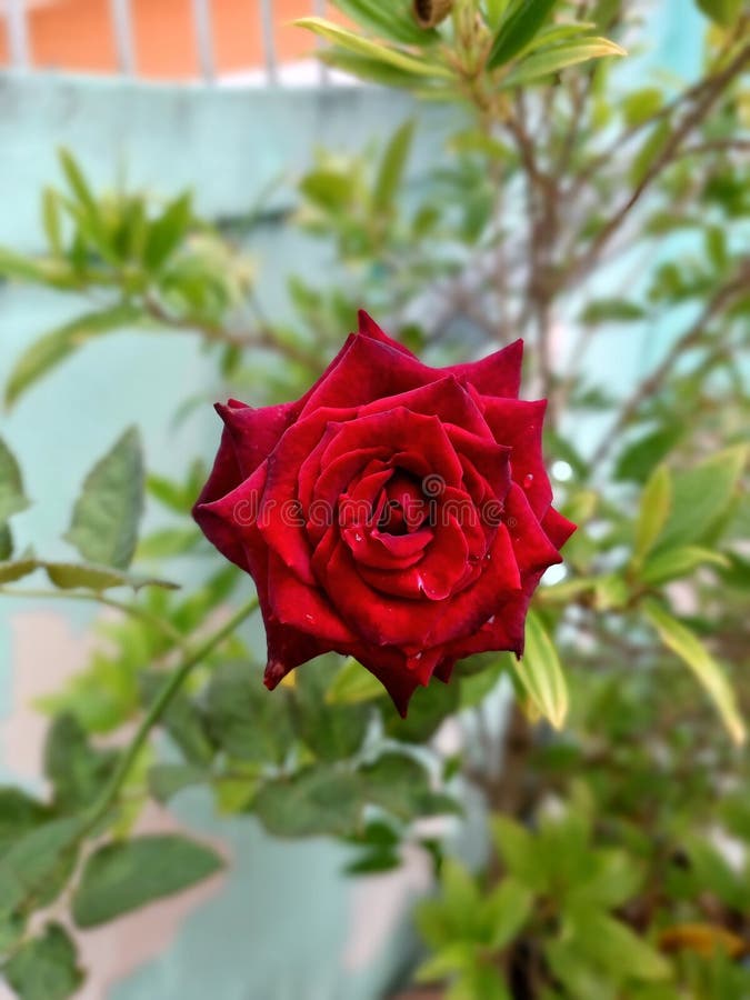 Spectacular red rose. stock photo. Image of love, fragrant - 272461034