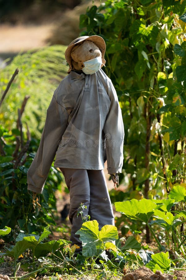 Spectacular Scarecrow with Human Shape, Long Shot Stock Image - Image ...