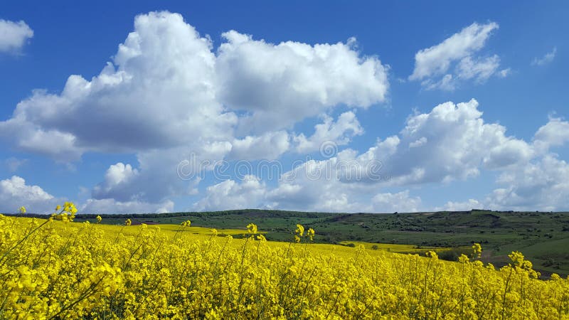Spectacular scenery field stock image. Image of crop - 113057399