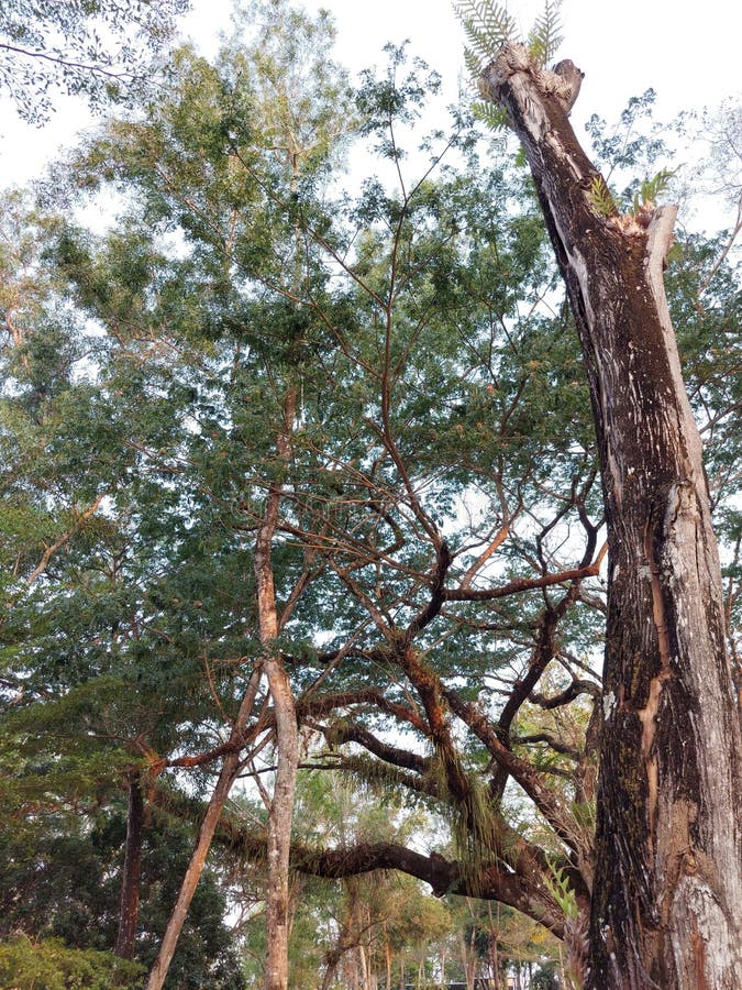 Spectacular Sight of a Big Tree in the Natural Setting, with Its ...