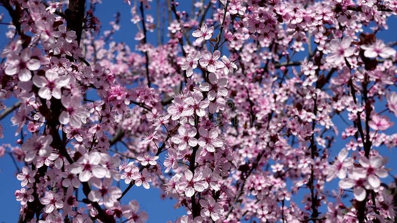 Spectacular Spring Landscape with Cherry Trees in Bloom Stock Video ...
