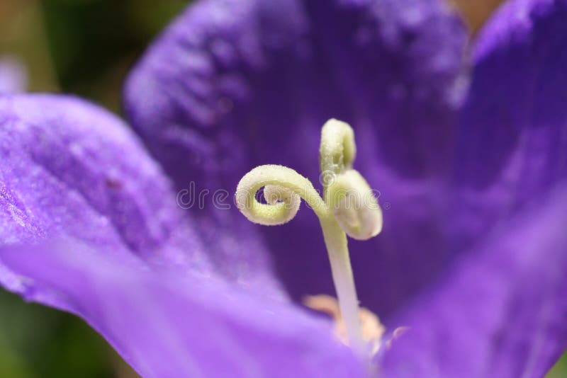 Spectacular Stamen Bluebell Stock Photo - Image of macro, floral: 21322620