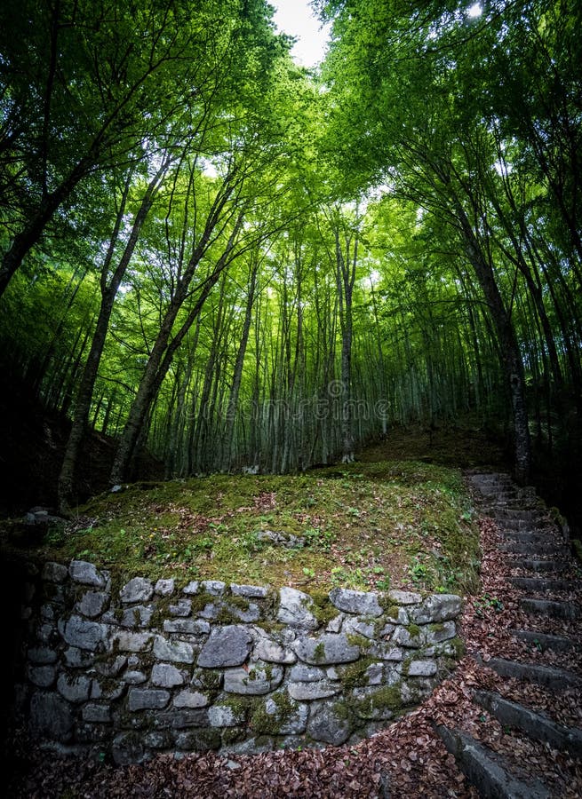 Spectacular Stone Steps Towards Beech Tree Forest Stock Photo - Image ...