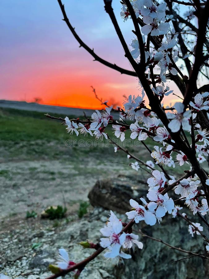 Spectacular Sunset Against the Backdrop of a Flowering Tree Stock Photo ...