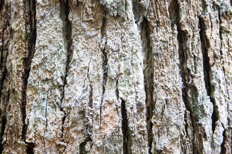Spectacular Texture of the Bark of a Tree in a Rainforest Stock Photo ...