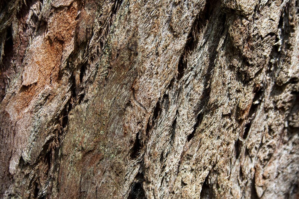 Spectacular Texture of the Bark of a Tree in a Rainforest Stock Image ...