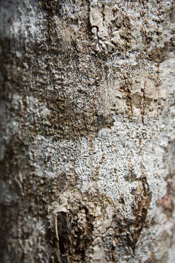 Spectacular Texture of the Bark of a Tree in a Rainforest Stock Photo ...