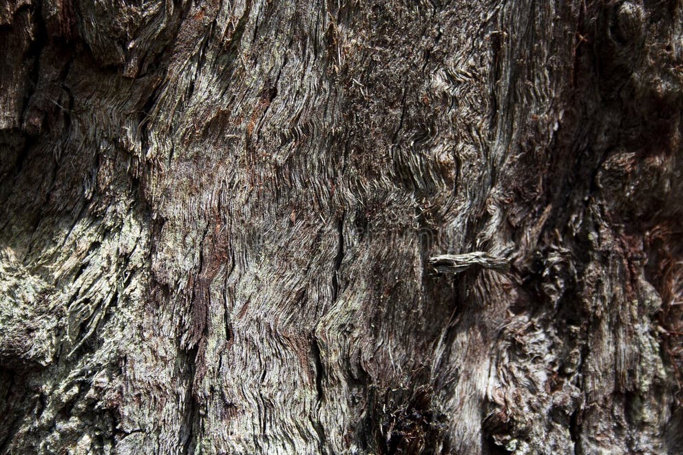 Spectacular Texture of the Bark of a Tree in a Rainforest Stock Image ...