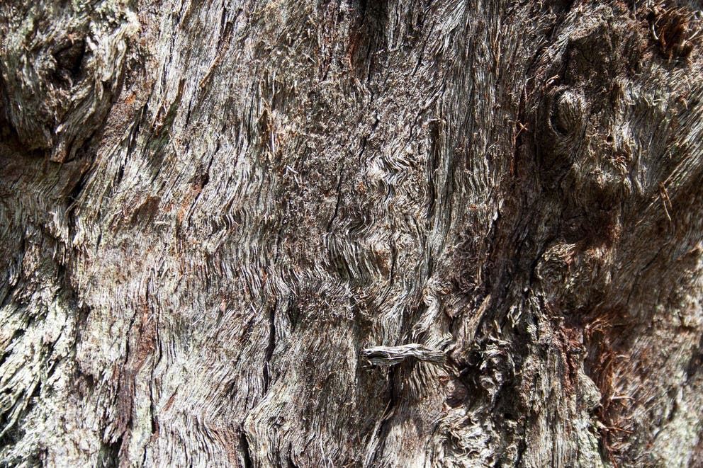 Spectacular Texture of the Bark of a Tree in a Rainforest Stock Image ...