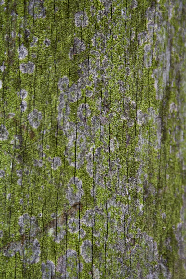 Spectacular Texture of the Bark of a Tree in a Rainforest Stock Photo ...