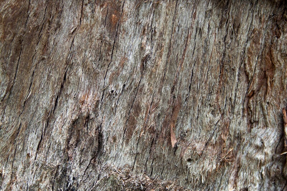 Spectacular Texture of the Bark of a Tree in a Rainforest Stock Photo ...