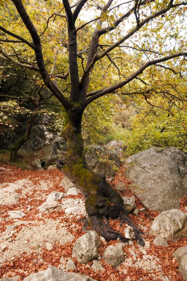 Spectacular tree stock photo. Image of exposure, outdoor - 16361392