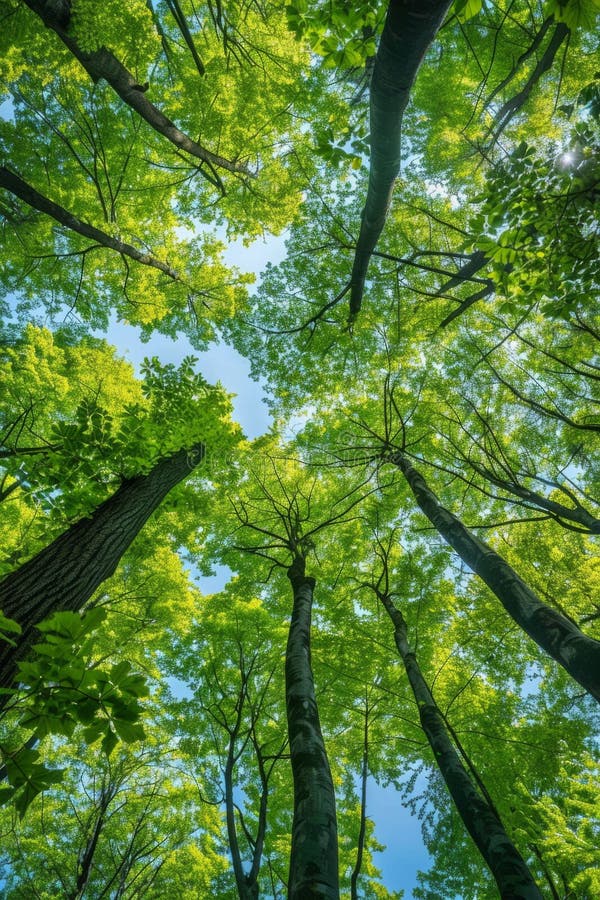 Spectacular View of Green Tree Canopy Against Clear Blue Sky in Forest ...