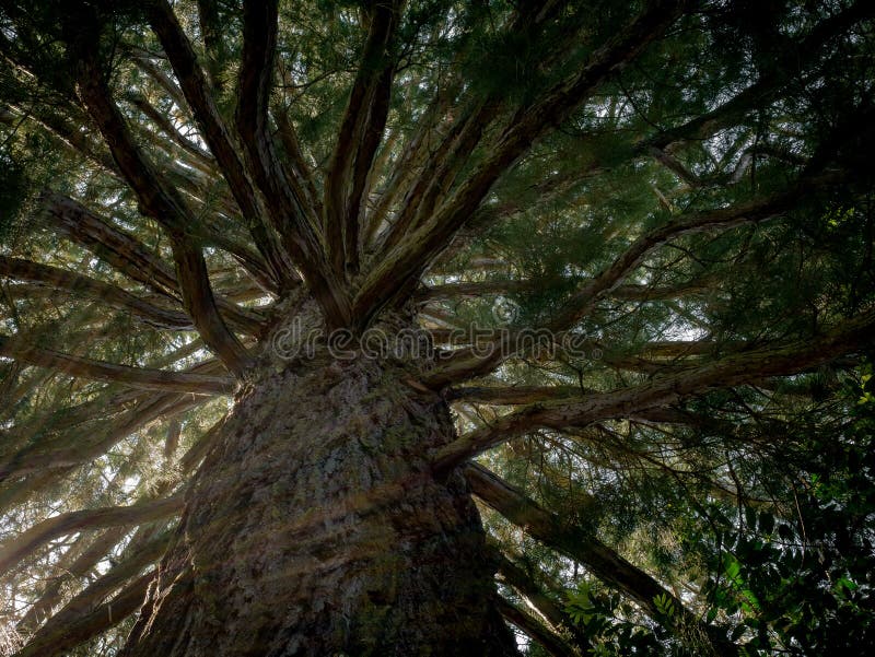Spectacular View Up To the Crown of an Old Fir Tree Stock Photo - Image ...