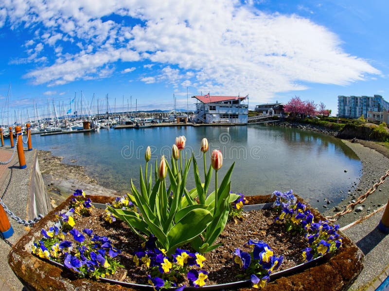 Shoreline of Sidney BC, Vancouver Island in the Springtime Stock Image ...