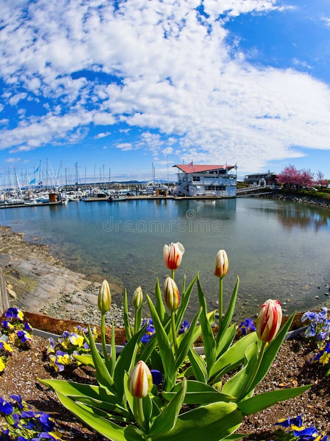 Shoreline of Sidney BC, Vancouver Island in the Springtime Stock Photo ...